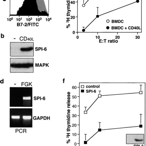 Spi 6 Is Expressed In Primary Dcs And Prevents Cytotoxicity Primary