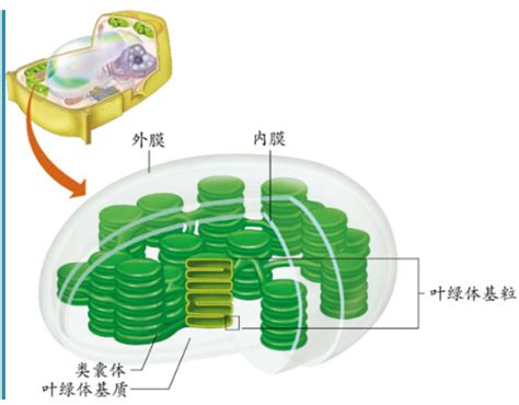 必备！高中生物易混淆概念合集！ 新闻动态 北京怀柔索兰诺中学