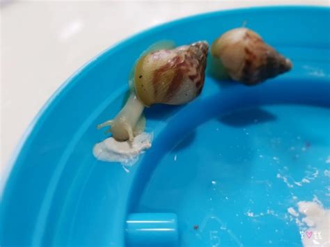 달팽이 키우기 준비물 네이버 블로그