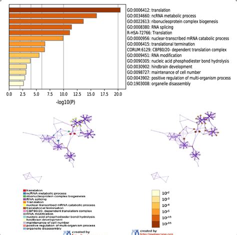 Functional Enrichment Of 61 Unique Rbp Related Genes Using The