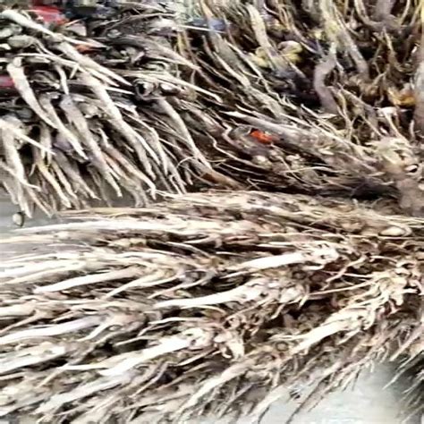 Oil Palm Segmentation1 Instance Segmentation Model By Testsawit