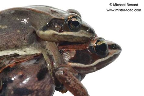 Identifying The Gender Of A Frog A Comprehensive Guide Vital Frog