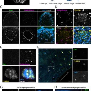 Differential Localization Of Cid1 And Cid5 In Testes A Image Of A