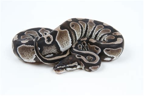 Axanthic Tsk Ball Python Traits Morphpedia