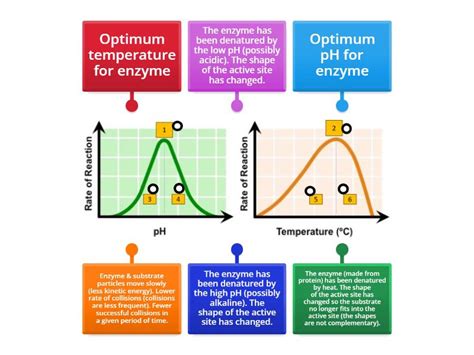 Effect Of Temperature And Ph On Enzyme Activity Labelled Diagram