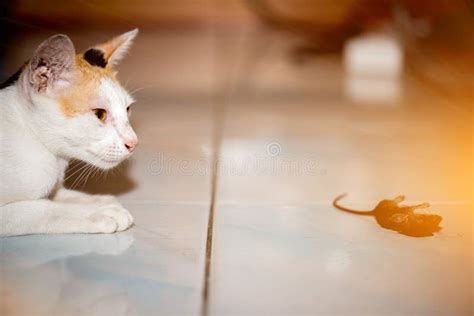 Cat Playing And Catch A Rat Stock Photo Image Of Pretty Playing