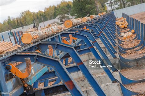 Automated Log Sorting Line Production Of Timber From Wood Woodworking Machining Logs The Logs In Automated Log Sorting Line Production Of Timber From Wood Woodworking Machining Logs The Logs In