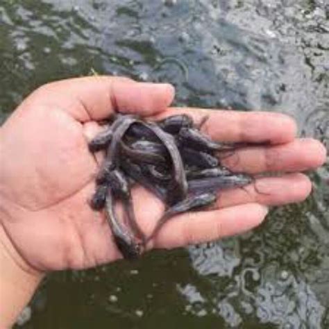 Jual Bibit Lele Sangkuriang Ukuran 7cm Shopee Indonesia