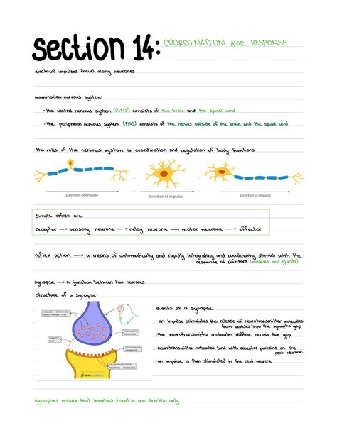 Solution Cie Igcse Biology Section 14 Coordination And Response