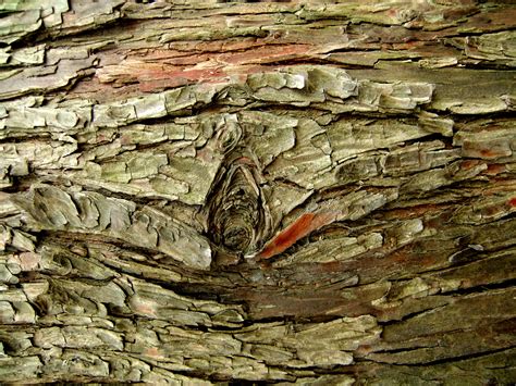 Tree Skin Wallpaper Coolwallpapers Me