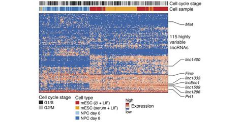 Long Non Coding Rna Genes Give Away Some Of Their Secrets Swiss
