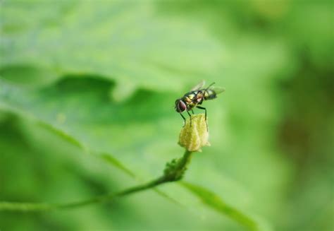 Aung Kyaw Soe On Linkedin Naturephotography Macrophotography Aksphotography Naturelovers…