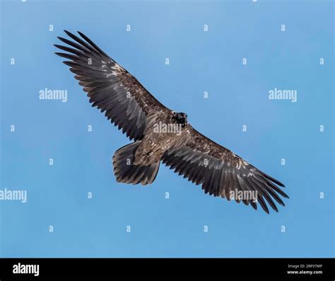 Bearded Vulture Gypaetus Barbatus In Flight Near The Matterhorn