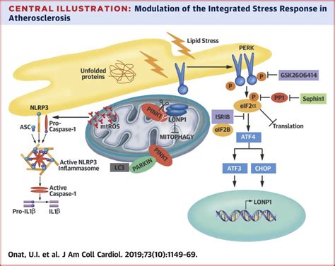 拦截脂质诱导的综合应激反应可减少动脉粥样硬化 Journal Of The American College Of Cardiology