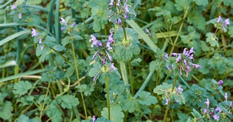 How To Get Rid Of Henbit And Chickweed The Garden Magazine