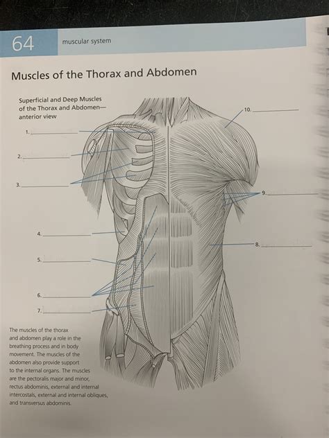 Muscles Of The Thorax And Abdomen Diagram Quizlet