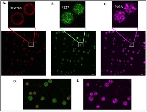 Three Color Fluorescent Micrographs Of Microparticle Prepared From A Download Scientific