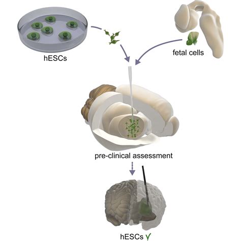 Human Esc Derived Dopamine Neurons Show Similar Preclinical Efficacy And Potency To Fetal