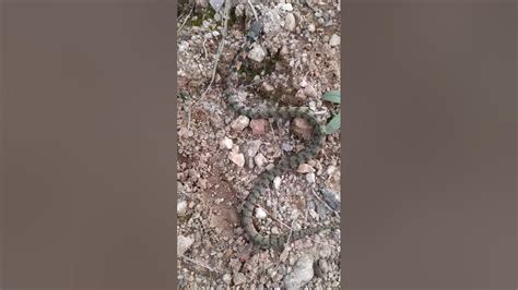 겨울잠 자러가다 영원히 잠든 뱀 Youtube