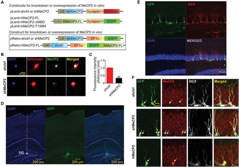 Efficiency Of Mecp2 Knockdown In Cultured Primary Hippocampal Neurons Download Scientific