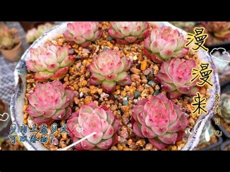 多肉上盆后多久可以淋雨需要具备哪些条件才能淋雨新手慎重 YouTube
