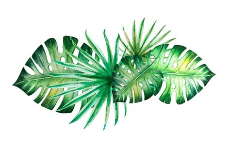 아름 다운 열 대 휴가 코너 프레임입니다 몬스타 수채화 그림입니다 이국적인 식물 내츄럴 프린트 0명에 대한 스톡 벡터 아트 및