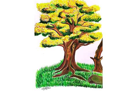 Our 31 Year Old Narra Tree Waits For Candida