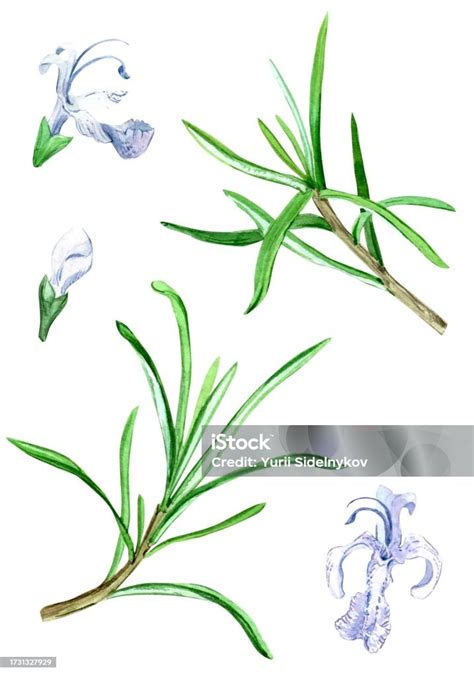 흰색 바탕에 로즈마리 가지 향기로운 향신료 세트 프로방스 허브 포장 메뉴 직물에 대한 수채화 그림 0명에 대한 스톡 벡터 아트 및 기타 이미지 Istock