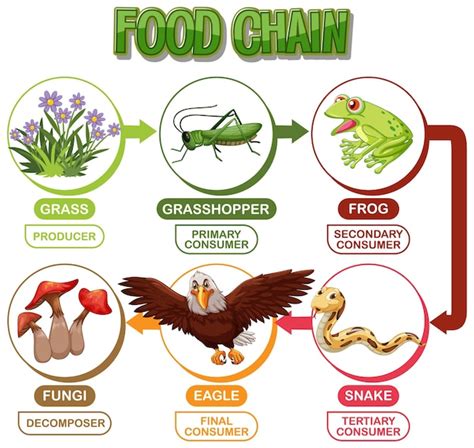 Images De Scorpion Chaine Alimentaire Téléchargement Gratuit Sur Freepik