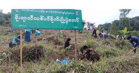 နာဂဒေသ၊ လေရှီးမြို့တွင် မိုးရာသီသစ်ပင်စိုက်ပျိုးပွဲတော် ကျင်းပ Information And Public