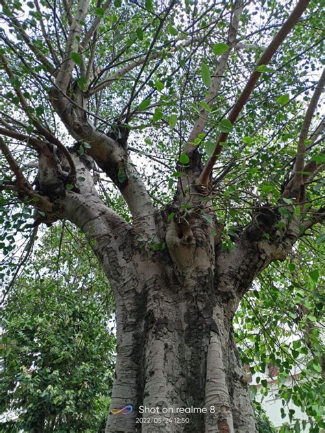 Pipal Tree Pinterest