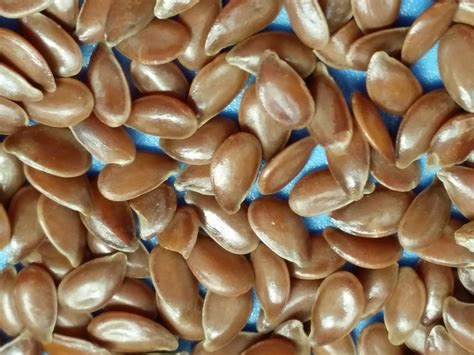 天津港俄罗斯榨油胡麻籽亚麻籽大量批发 阿里巴巴