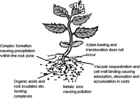 Pictorial Representation Of The Process Of Phytostabilization Download Scientific Diagram