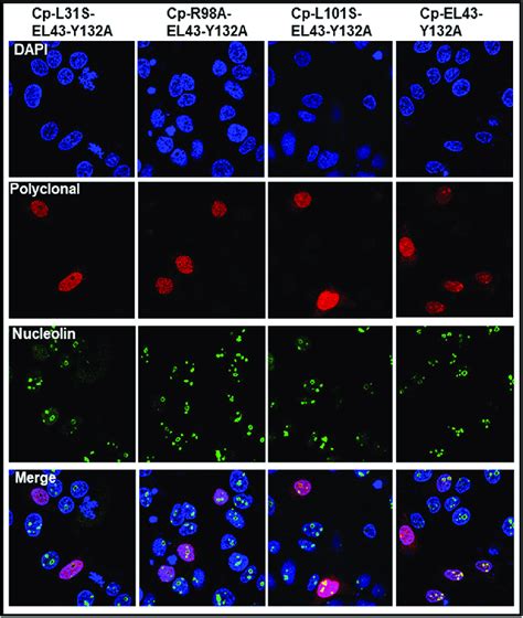 Mutation Of The Putative Nucleolar Retention Signal Modulates Cp Y132a Download Scientific