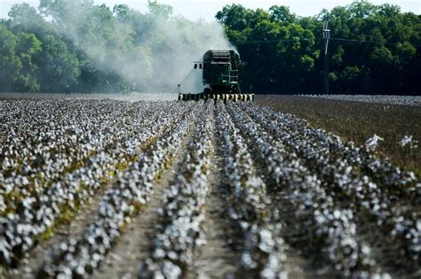 Drought Decimates Texas Key Cotton Crop Legitng