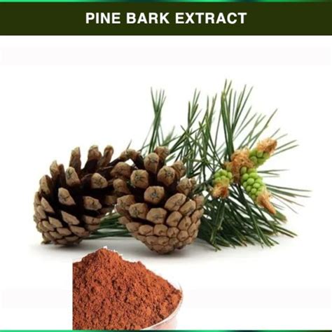 Pine Bark Extract Nutree Gen Extracts