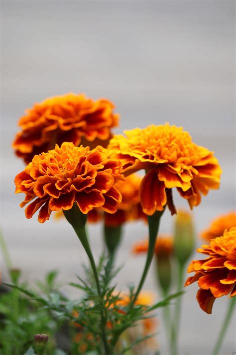 Маленькие оранжевые цветы 64 фото