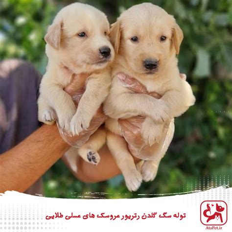 توله سگ گلدن رتریور عروسک های عسلی طلایی آتاپت Atapet