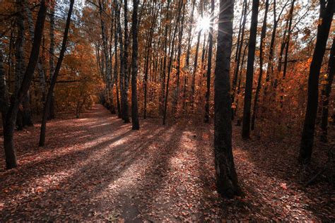 Солнечный осенний день · бесплатная фотография от Denisark картинки и обои на рабочий стол