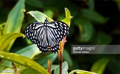 Common Mime Photos And Premium High Res Pictures Getty Images