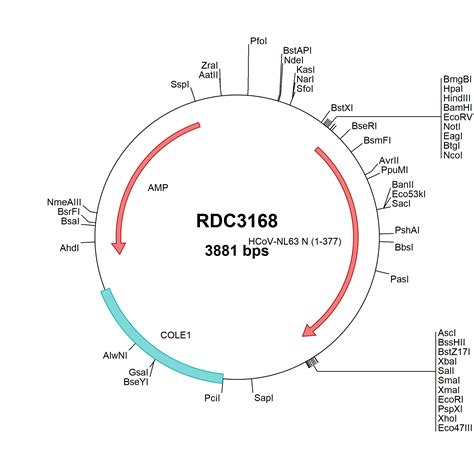 Nucleocapsid Products Bio Techne
