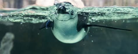 Biodôme Espace Pour La Vie Montreal Museums