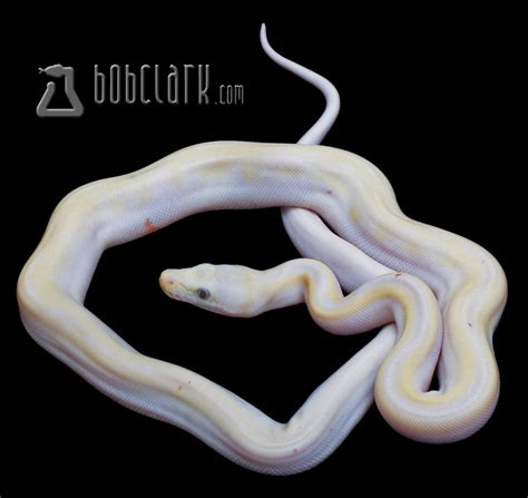 Cow Reticulated Python By Bob Clark Reptiles Morphmarket