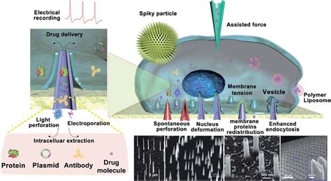 illustration of the cellular nanointerface of vertical nanostructure
