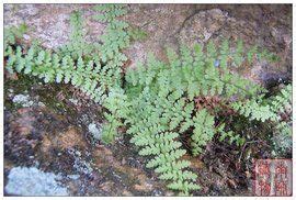 孢子植物孢子植物（ascosporarum Plantarum）又名產 百科知識中文網