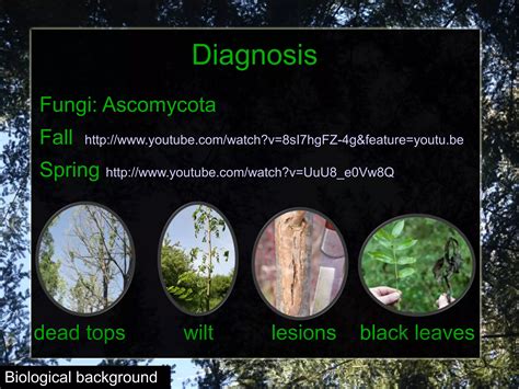 Ash Dieback Ppt