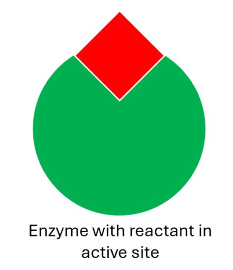 Aqa A Level Amino Acids Proteins And Dna Notes — Revise Chemistry