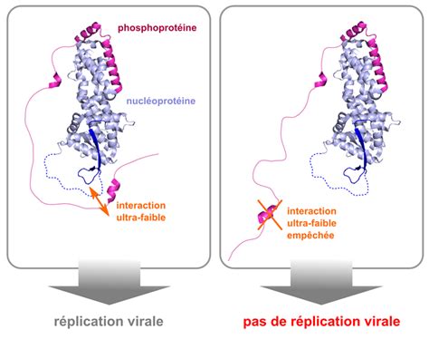 Measles Virus Replication