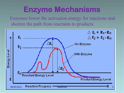 Ppt Enzyme Catalysis Powerpoint Presentation Free Download Id 4027634