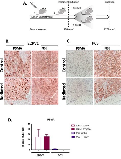 Psma Expression In Untreated And Irradiated Prostate Cancer Xenografts